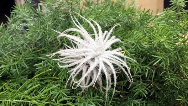 Tillandsia Tectorum Equador - Air Plant Planet