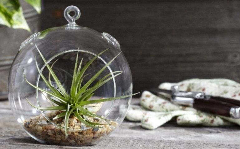 Air Plant Planet - Home