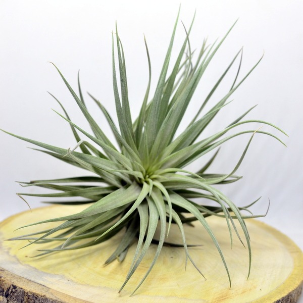 Tillandsia Aeranthos Purple Leather - Air Plant Planet