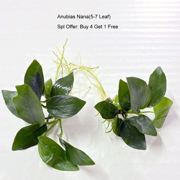Anubias Nana - Air Plant Planet